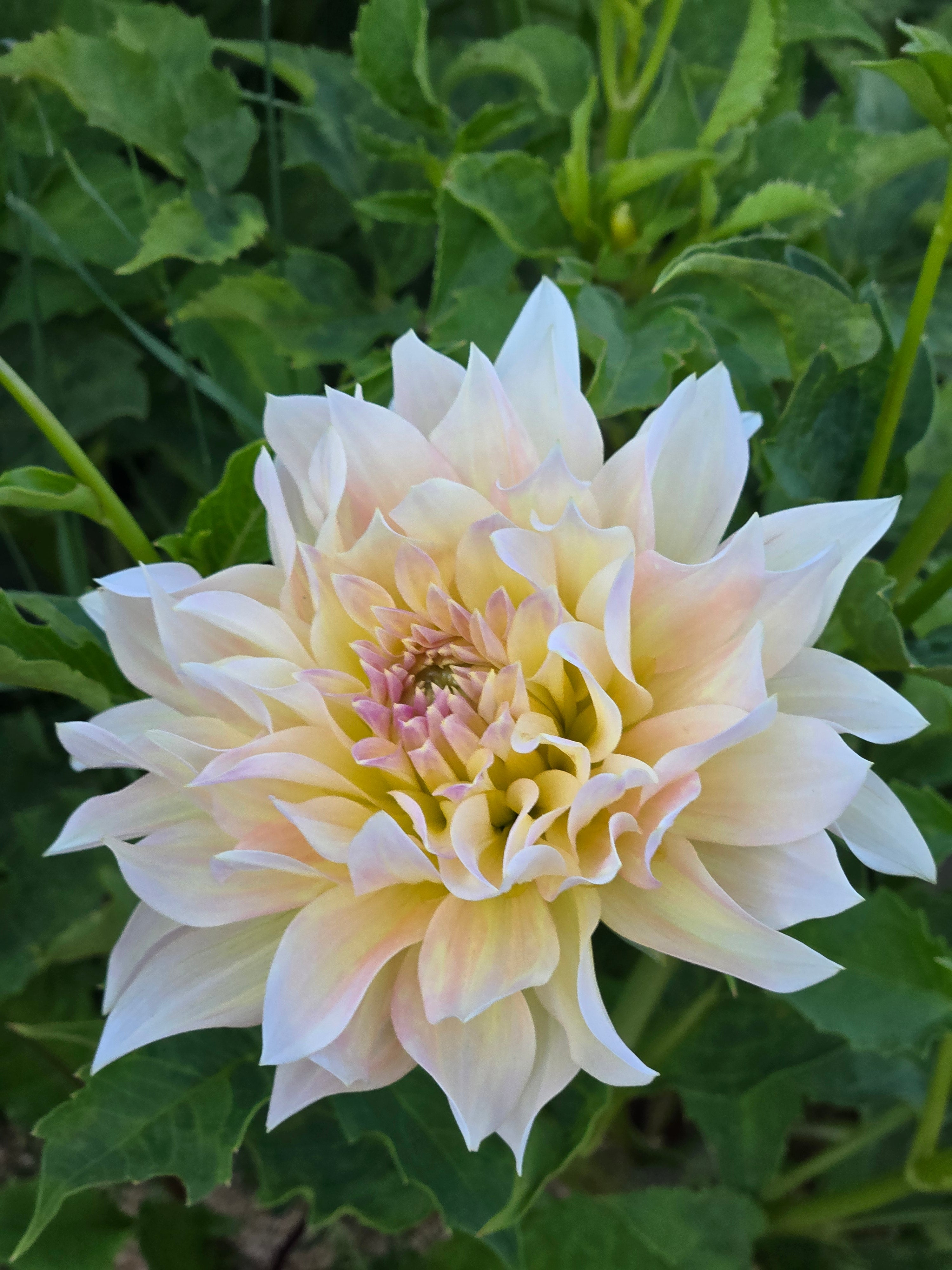 Lakeview Blush – Ruach Acres