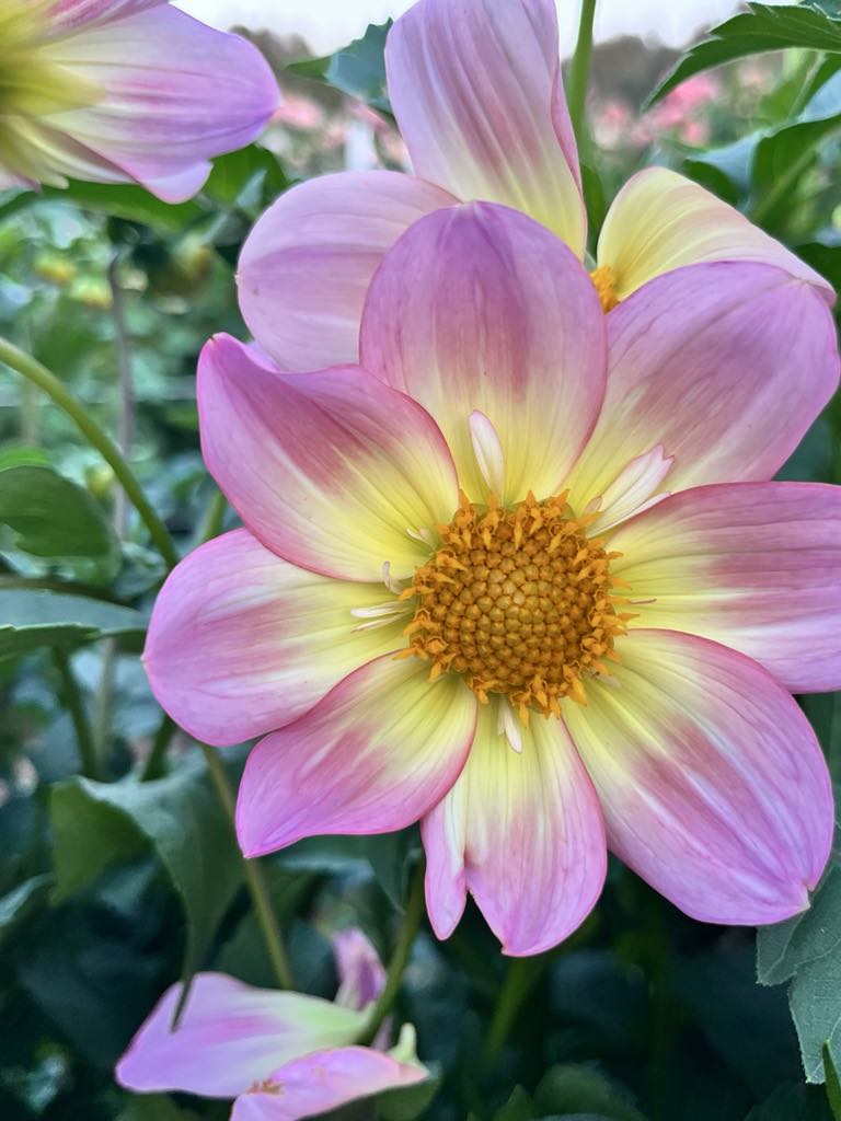 GG's Happy Face – Ruach Acres