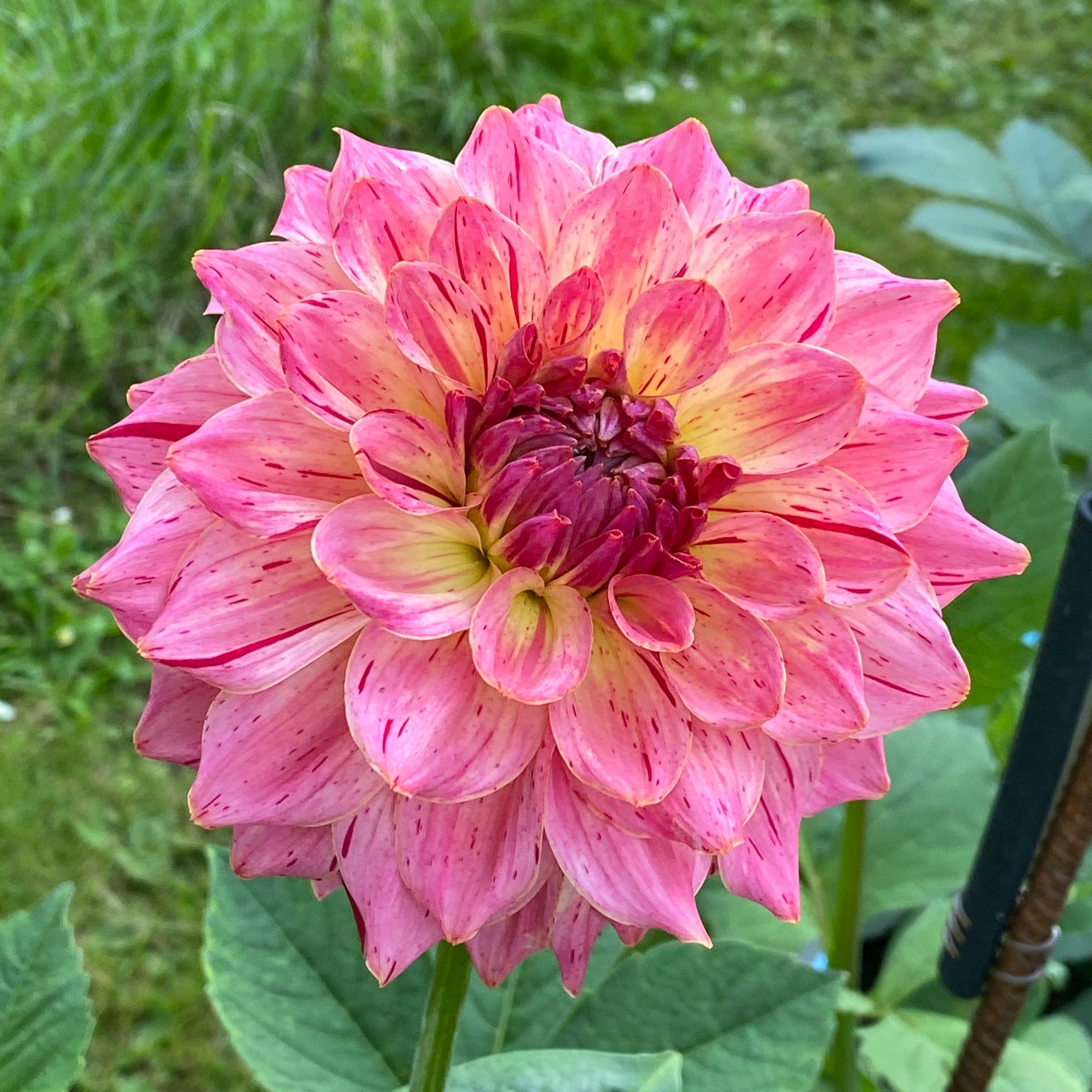 Van Isle Salish Sunset – Ruach Acres